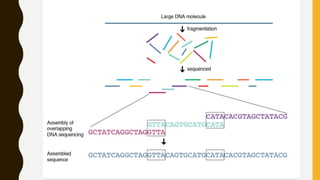 Gene mapping and sequencing | PPTX
