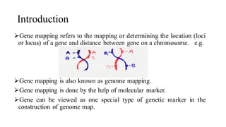 Gene Mapping.pdf