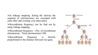 Gene Mapping.pdf