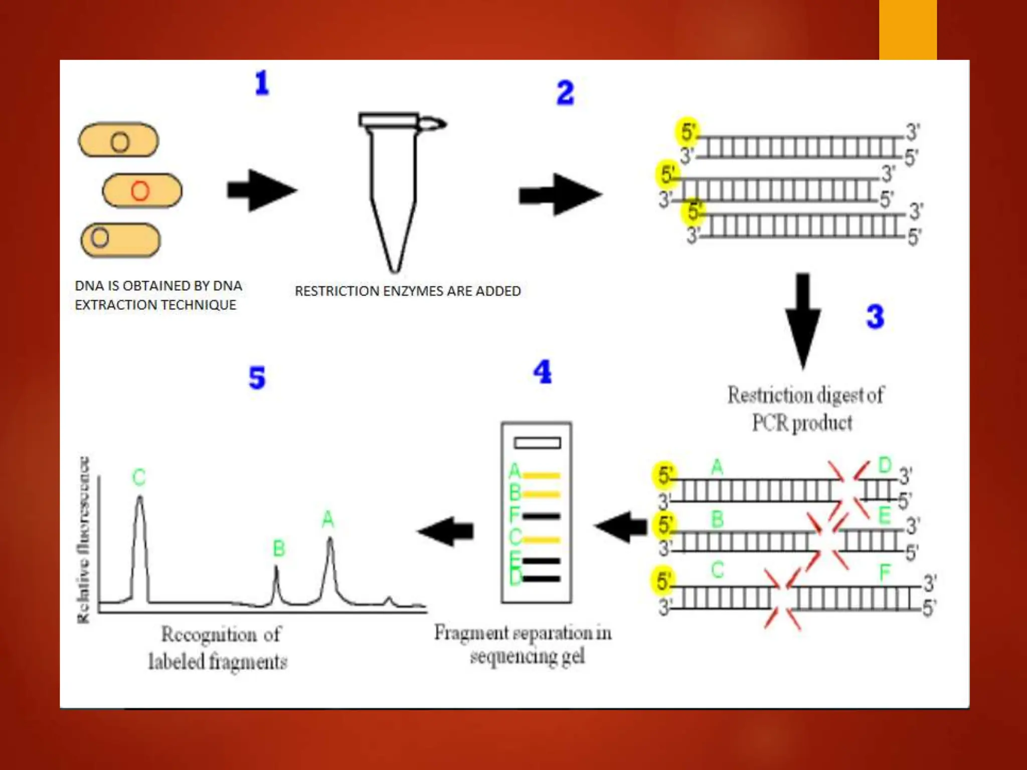 gene mapping, clonning of disease gene(1).pptx