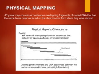 gene mapping, clonning of disease gene(1).pptx