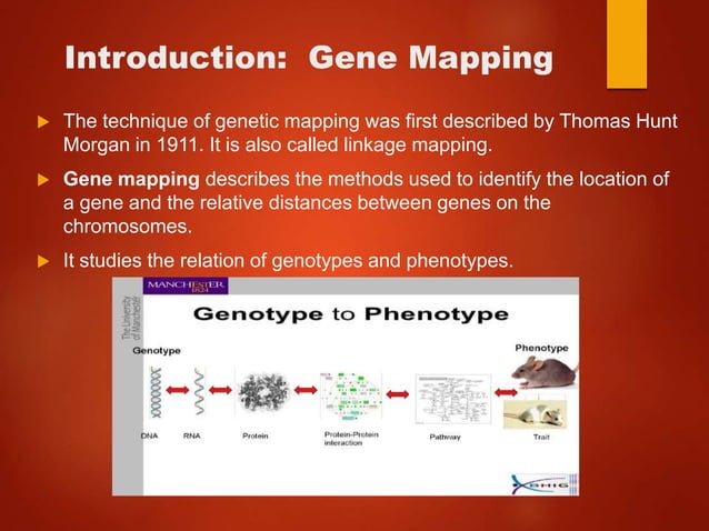 gene mapping, clonning of disease gene(1).pptx