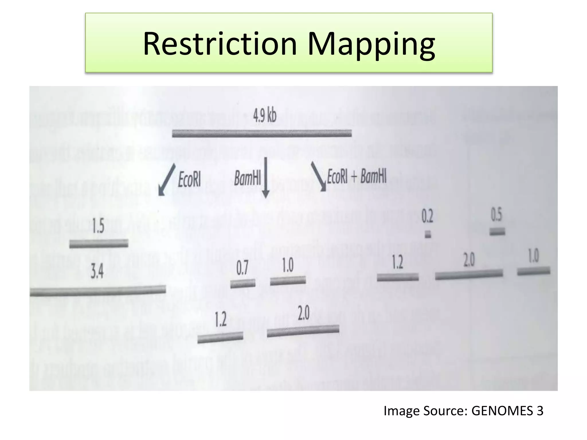 Gene Mapping Methods Ppt