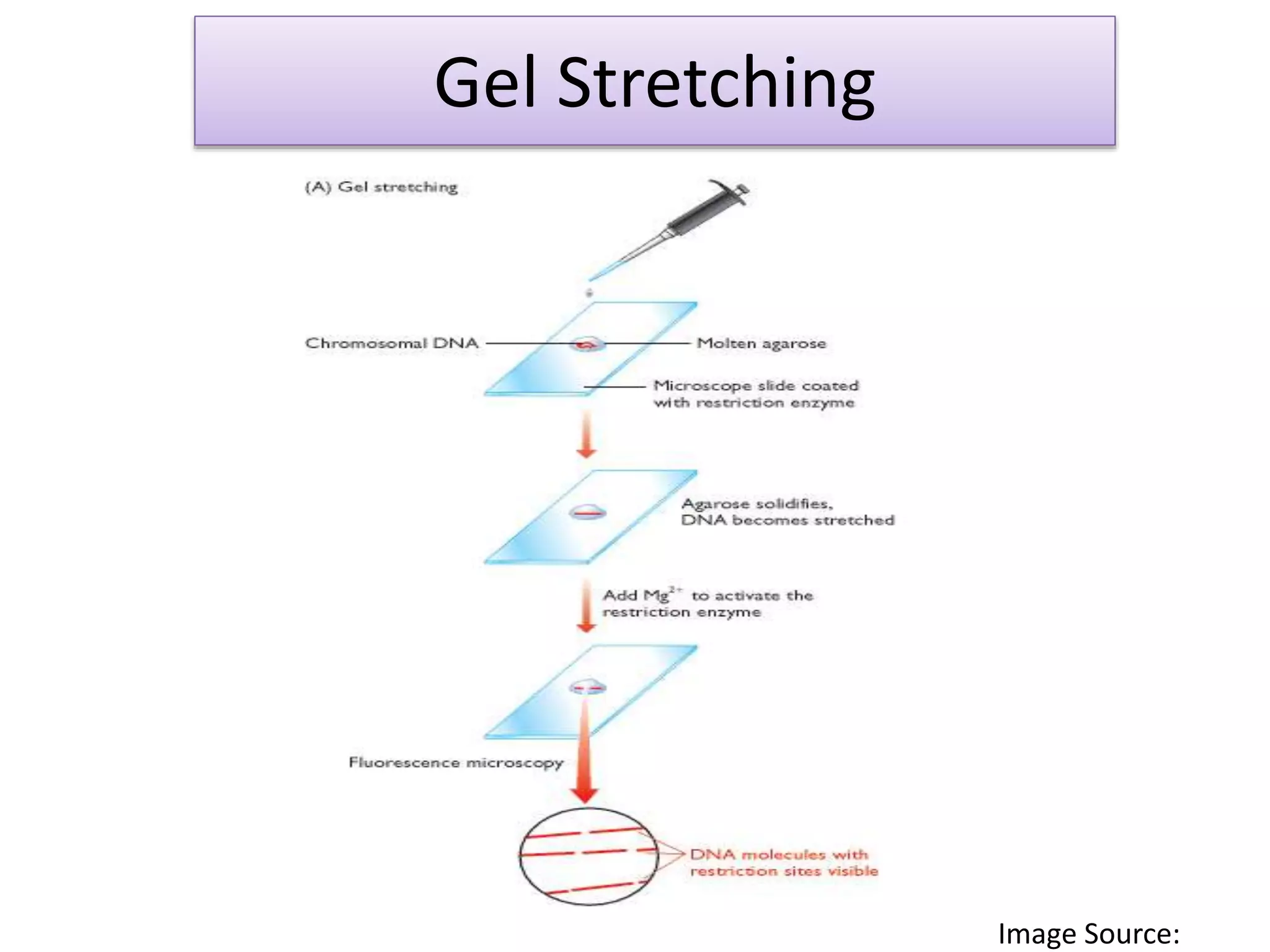 Gene mapping methods | PPTX