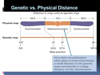Gene mapping ppt | PPTX