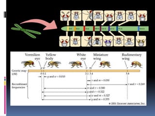 Gene mapping ppt | PPTX