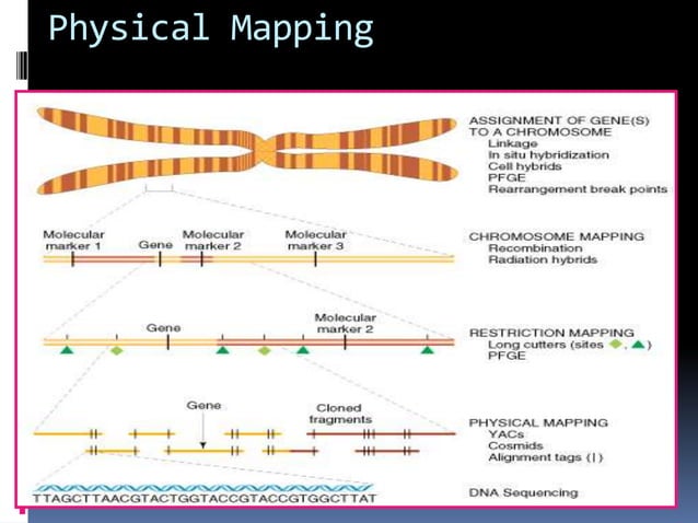 Gene mapping ppt | PPTX | Genealogy and Ancestry | Hobbies & Interests