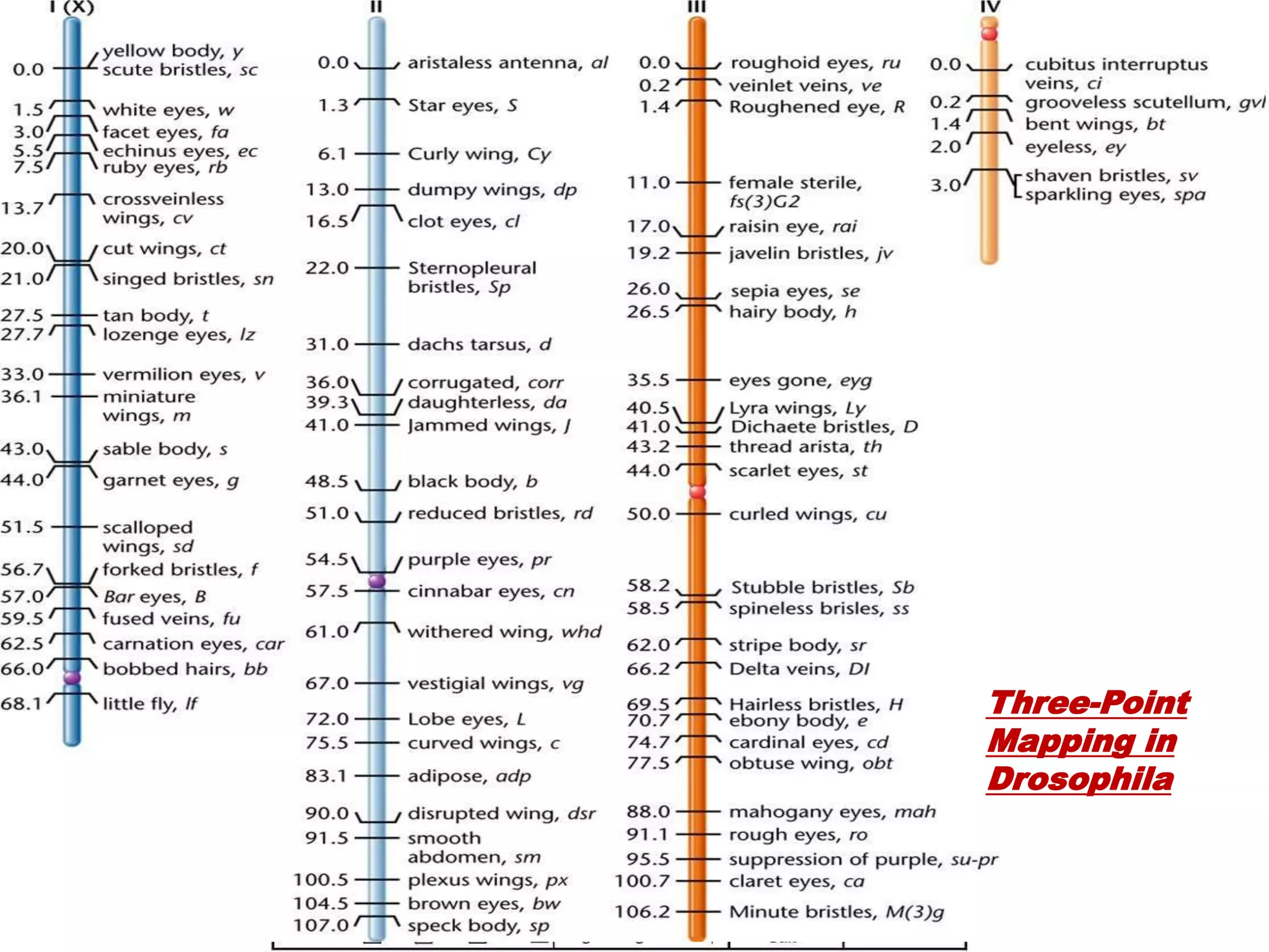 Gene mapping ppt | PPTX