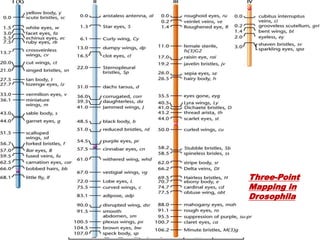 Gene mapping ppt | PPTX