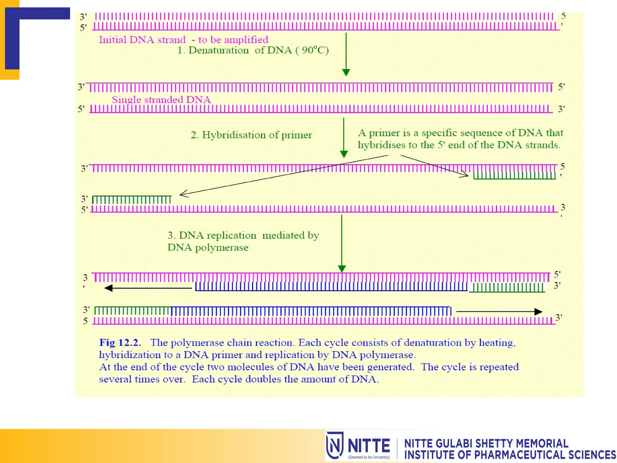 gene mapping presentation Molecular Biology | PPTX