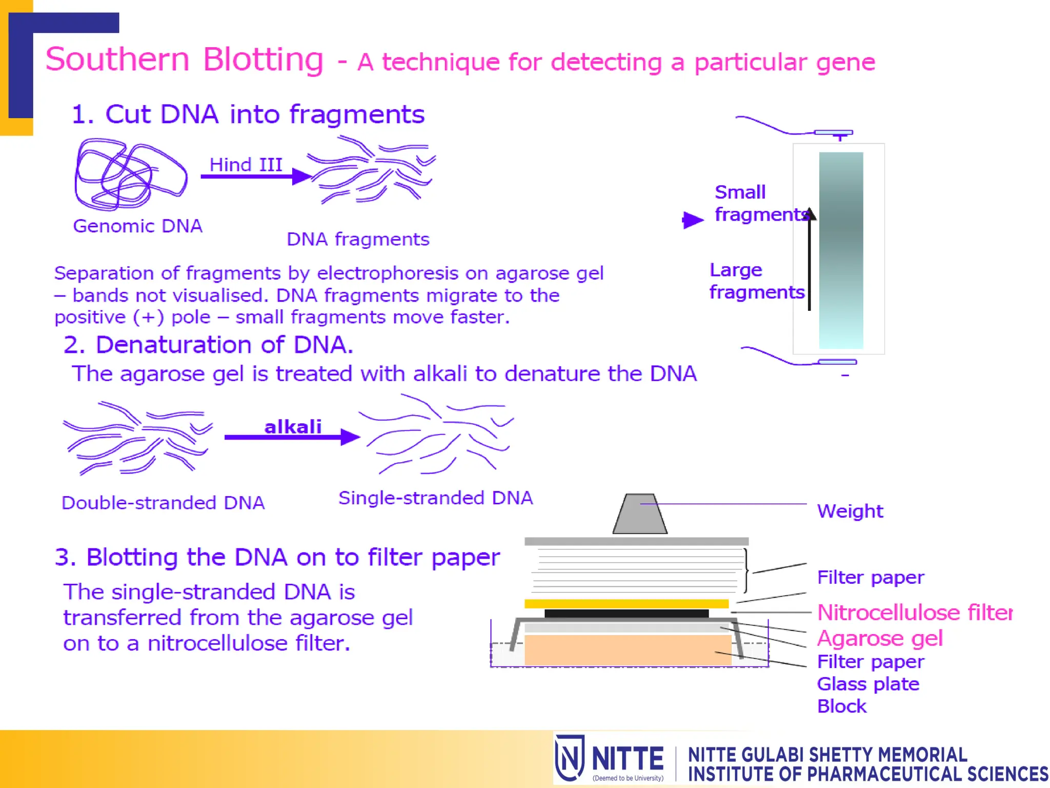 gene mapping presentation Molecular Biology | PPTX