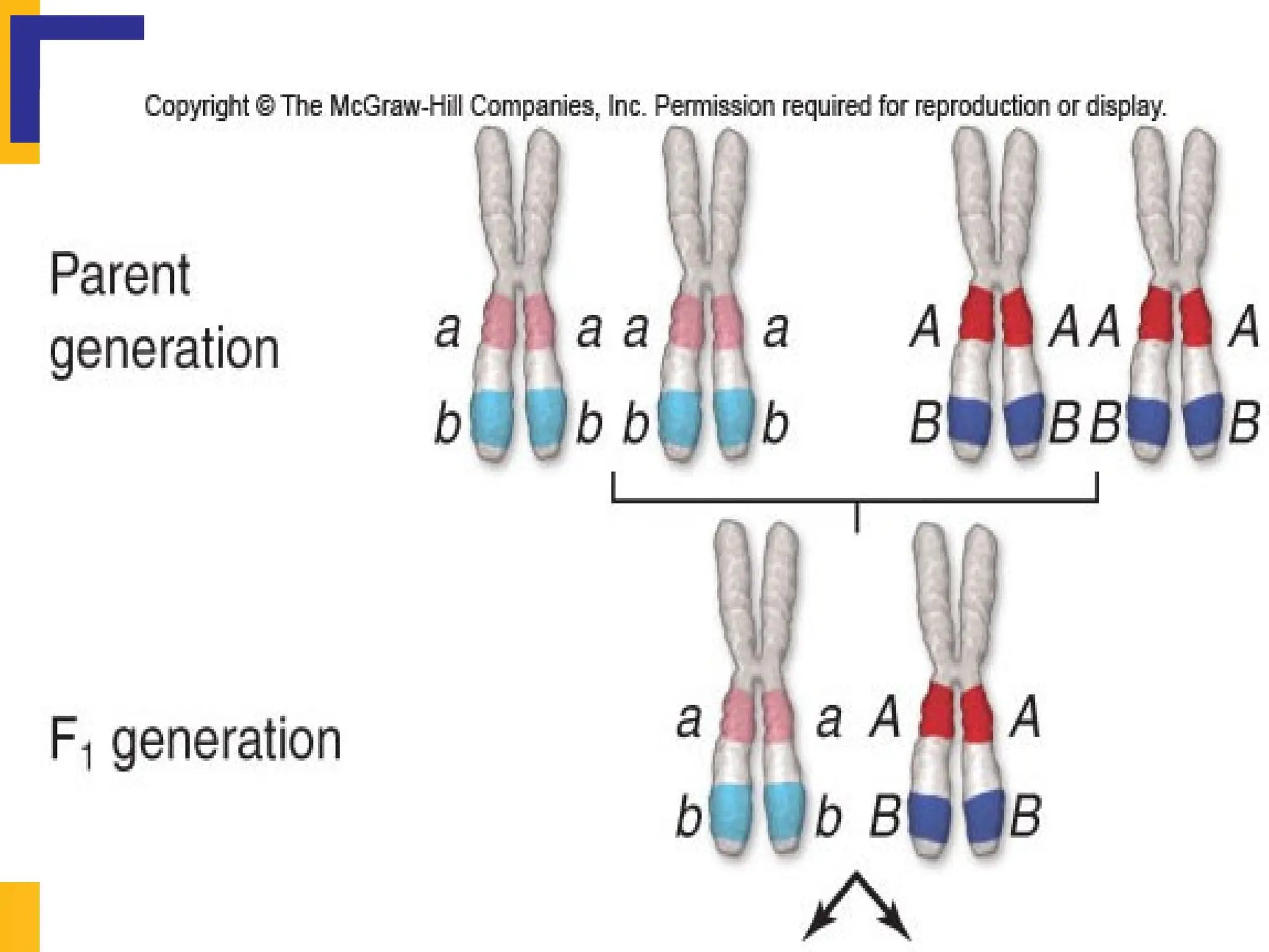 gene mapping presentation Molecular Biology | PPTX