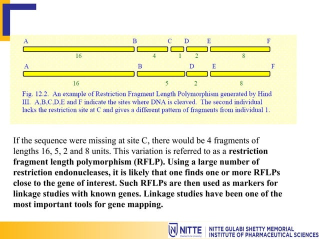 gene mapping presentation Molecular Biology | PPT