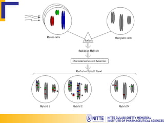 gene mapping presentation Molecular Biology | PPTX
