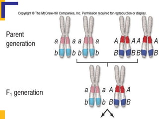 gene mapping presentation Molecular Biology | PPTX