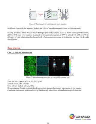 Genemedi aav(adeno associated virus) user manual | PDF