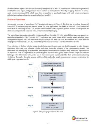 GeneMedi-AAV-protocol | PDF
