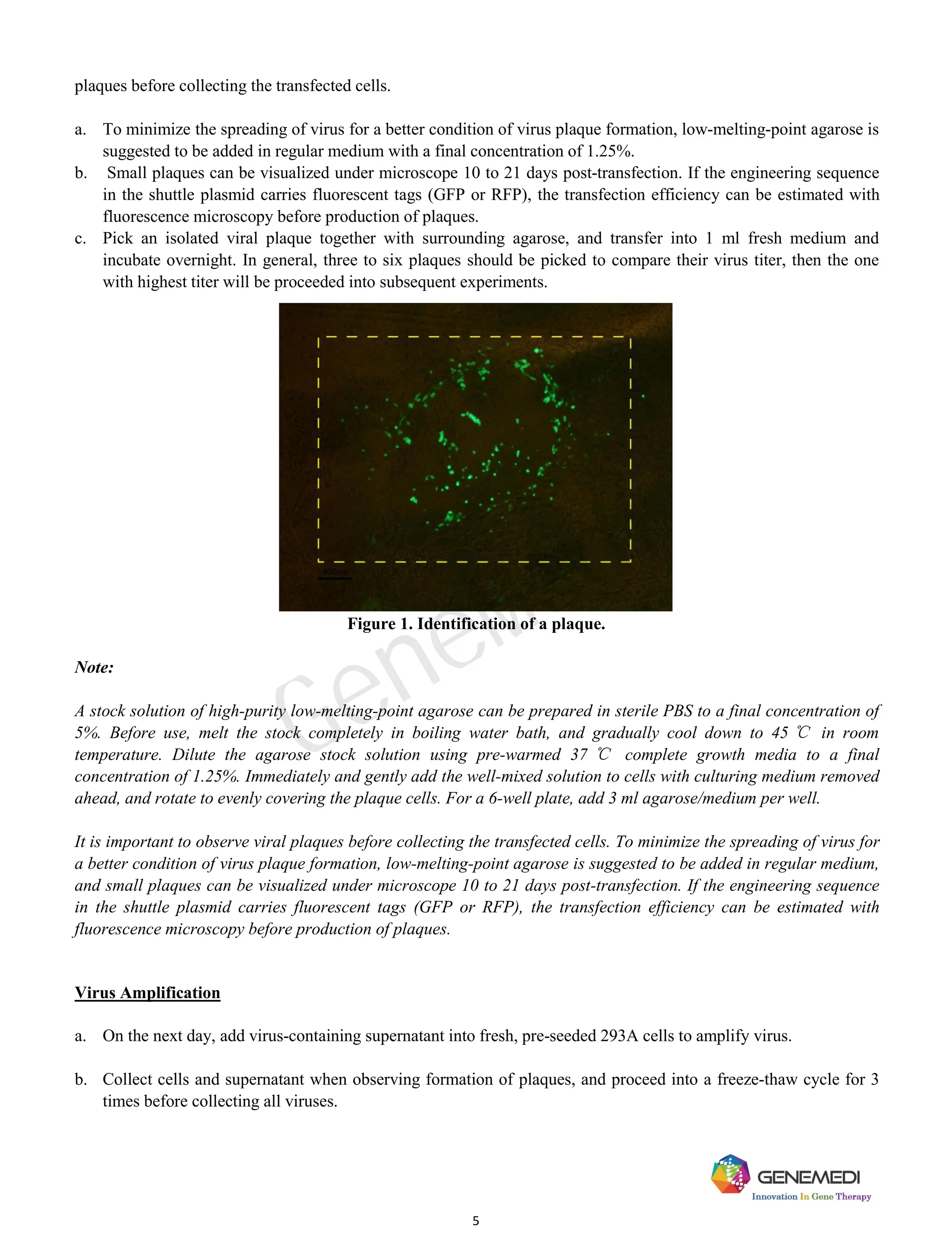 Genemedi Advanced Adenovirus Transduction Protocol | PDF