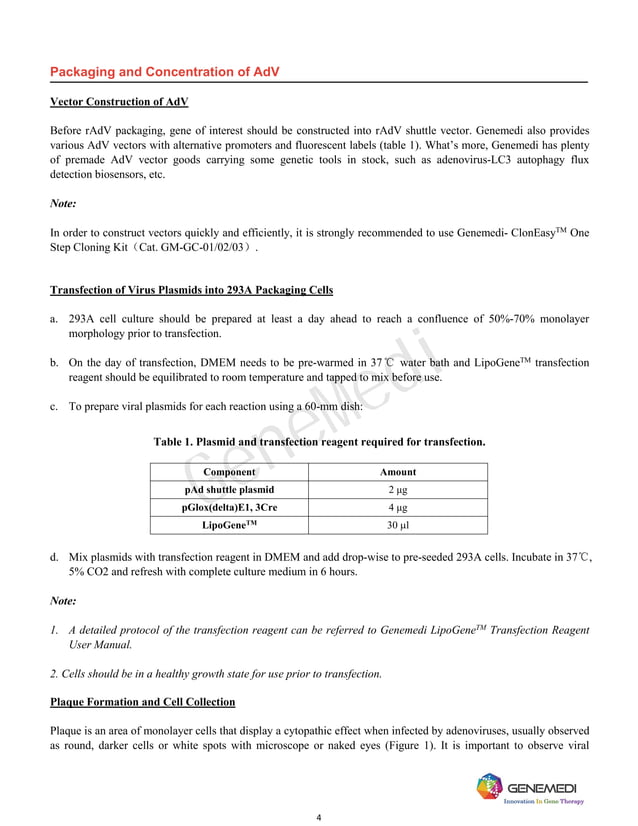 Genemedi Advanced Adenovirus Transduction Protocol | PDF