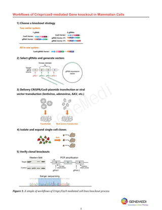 GeneMedi-Crispr cas9-protocol | PDF
