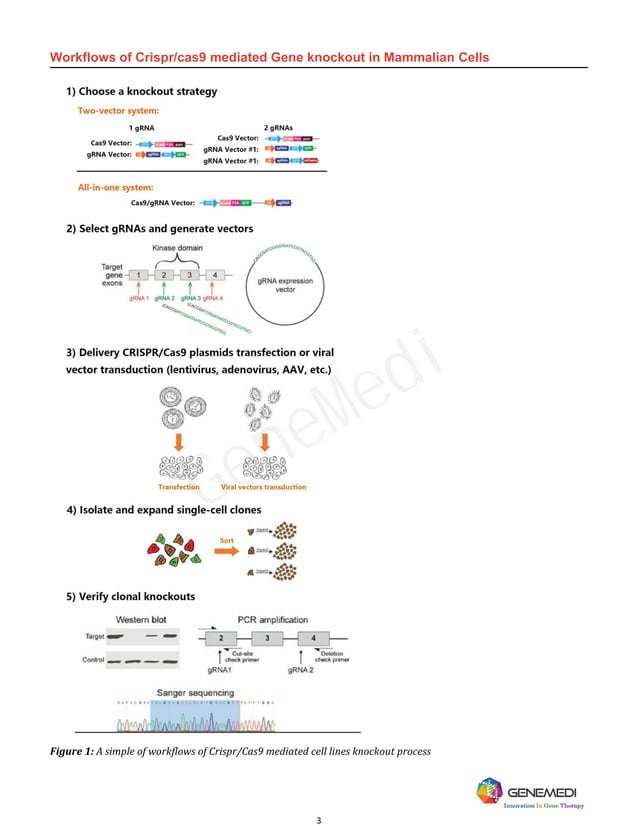 GeneMedi-Crispr cas9-protocol | PDF