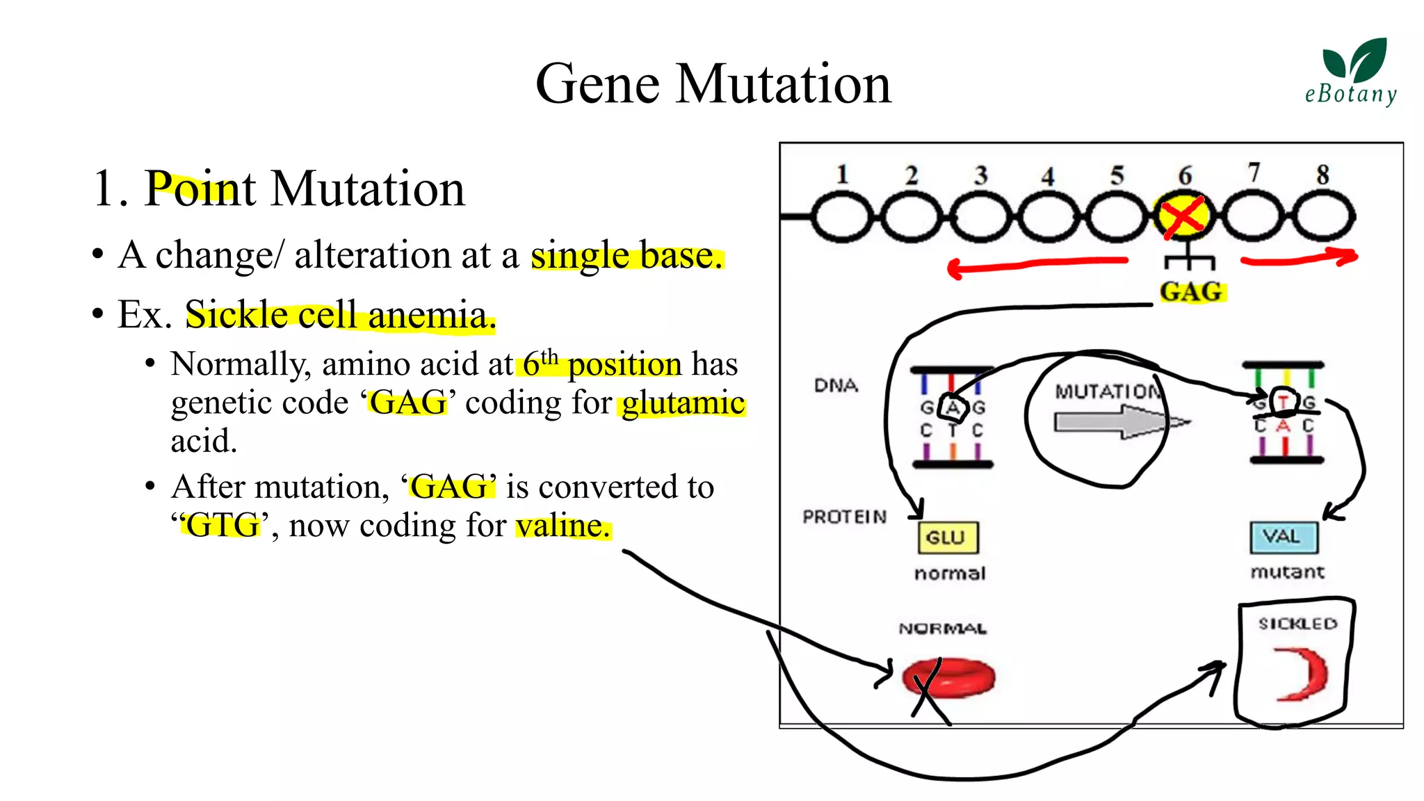 Gene mutation | PPT