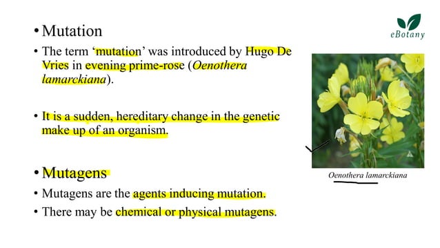 Gene mutation | PPT