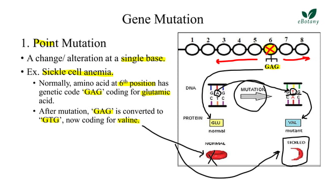 Gene mutation | PPT