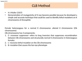 Gene Mutation- Introduction, mutagens, causes, consequences, detection ...