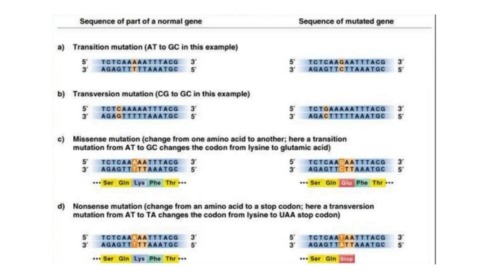 Gene mutation and chromosomal mutation.pptx