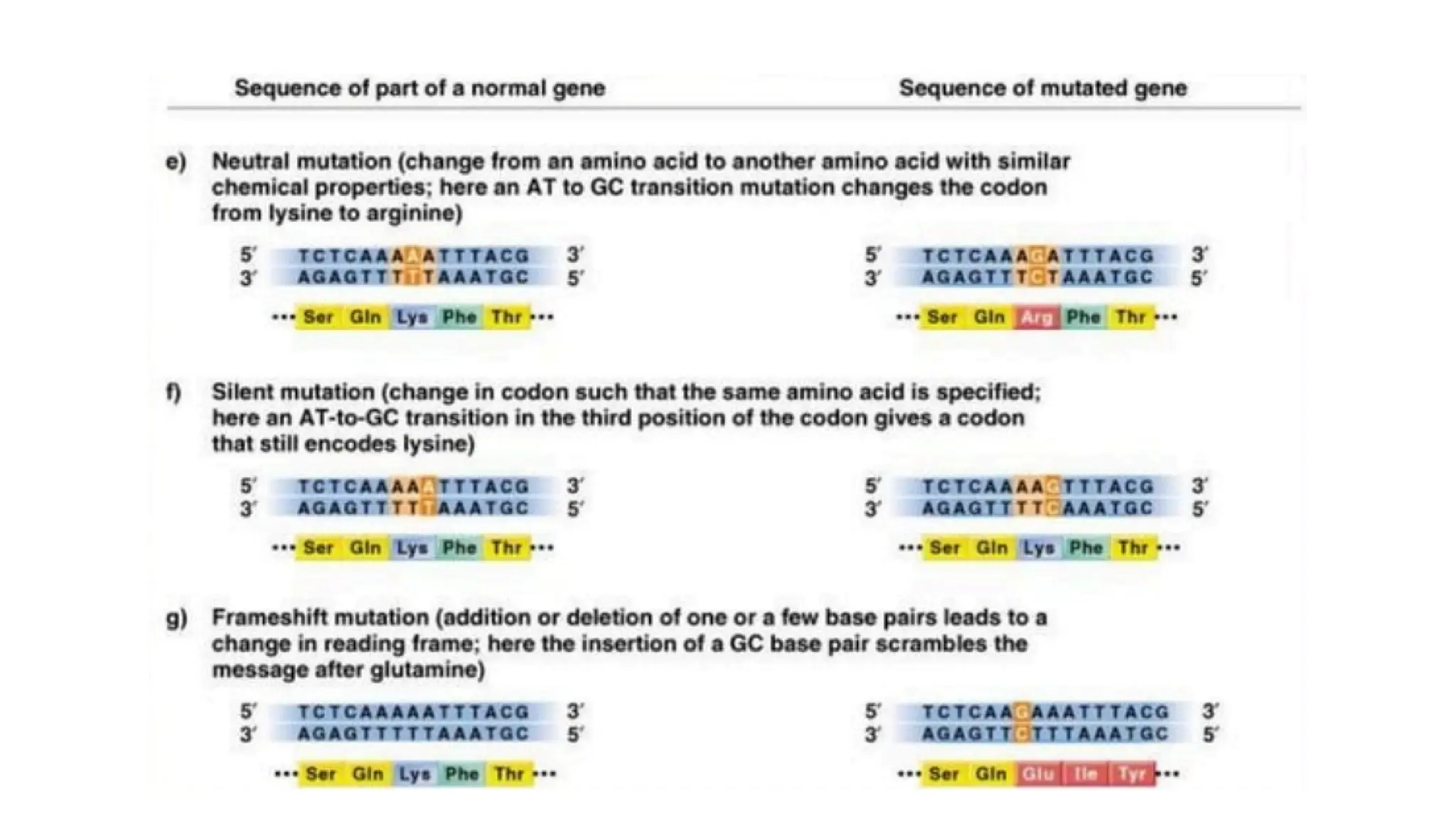 Gene mutation and chromosomal mutation.pptx