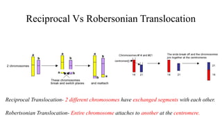 Gene mutation and chromosomal mutation.pptx