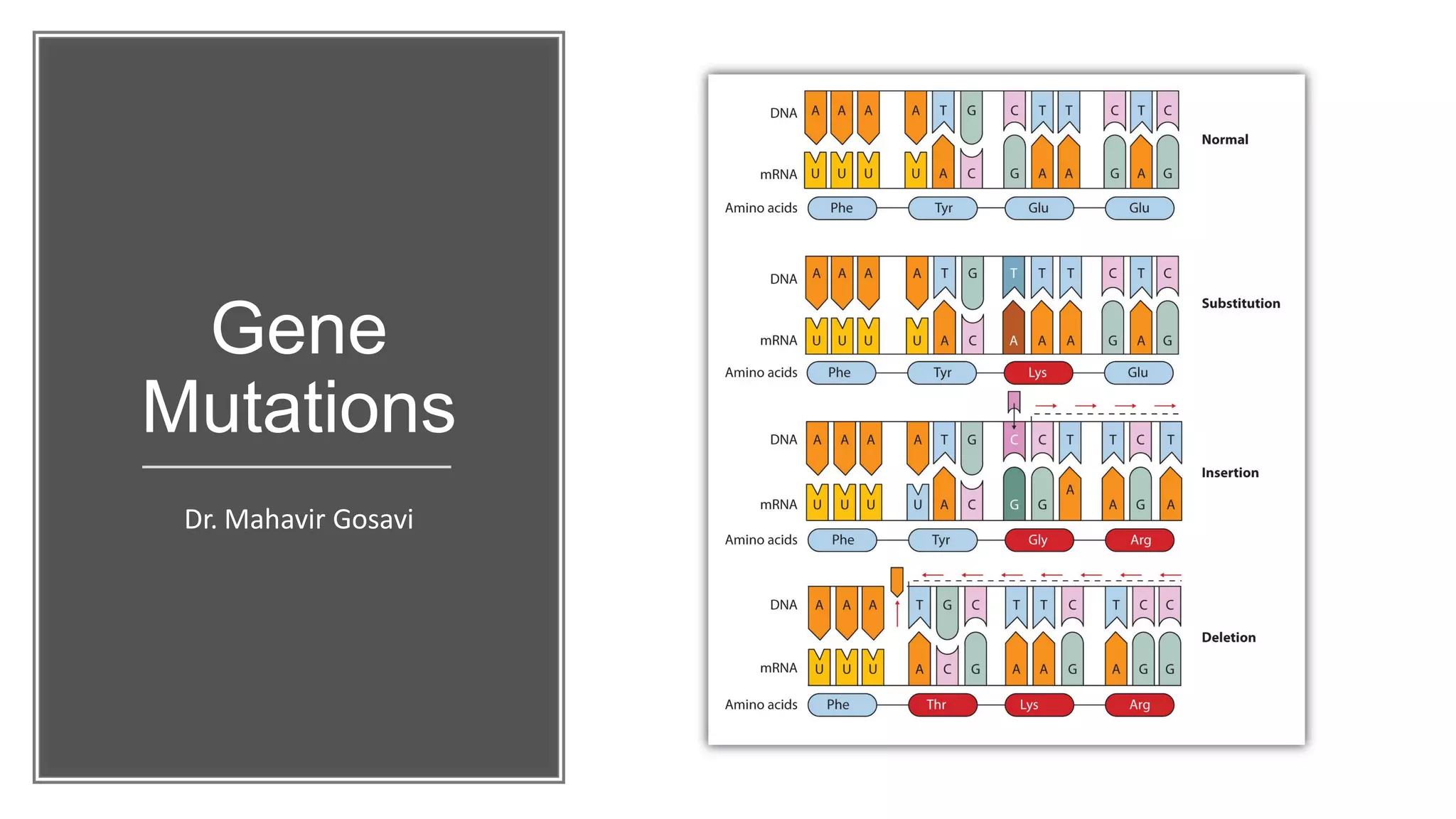 Gene mutations | PPT