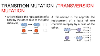 Gene mutations | PPT