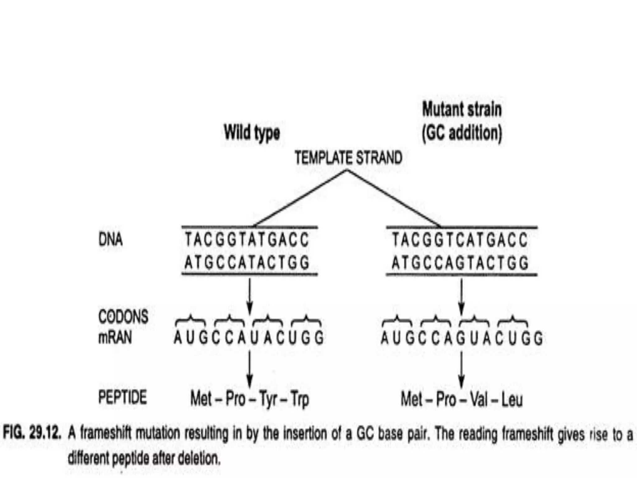 Gene mutations spontaneous and induced | PPTX