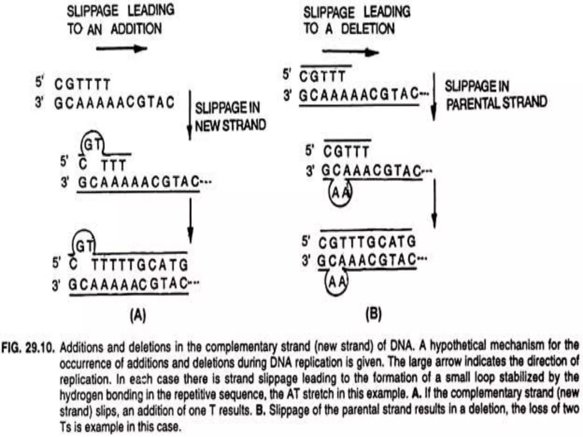 Gene mutations spontaneous and induced | PPTX