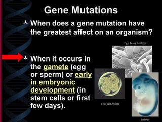 Genemutationsppt 111110091801-phpapp01 | PPT