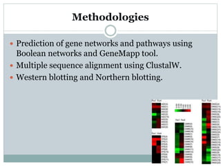 Gene network and pathways | PPTX