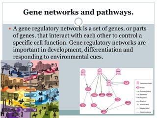 Gene network and pathways | PPTX