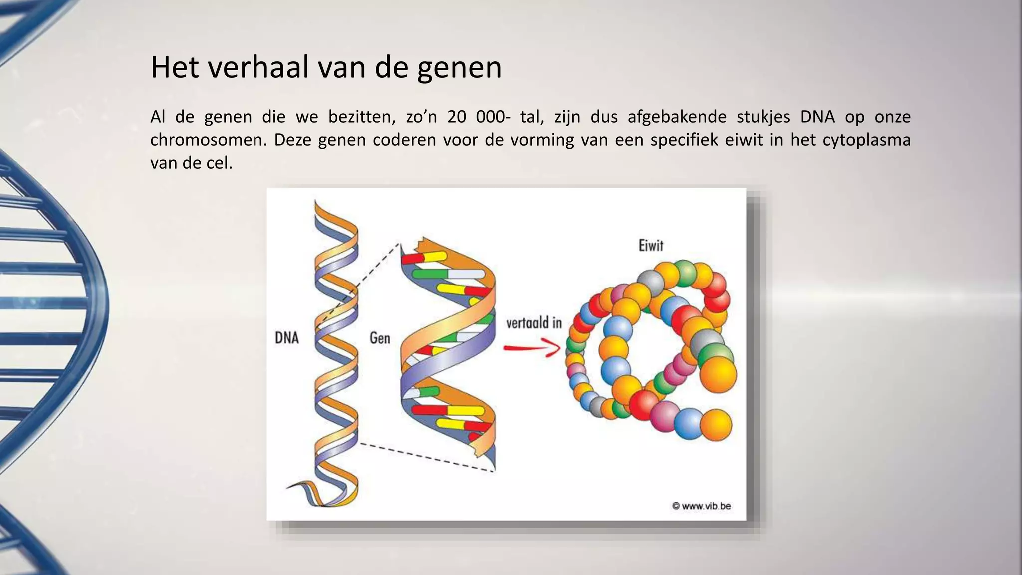 Genen genotype fenotype en karyogram | PPT
