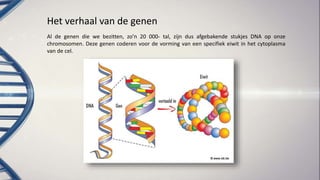 Genen genotype fenotype en karyogram | PPT