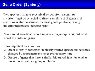 Gene order | PPT