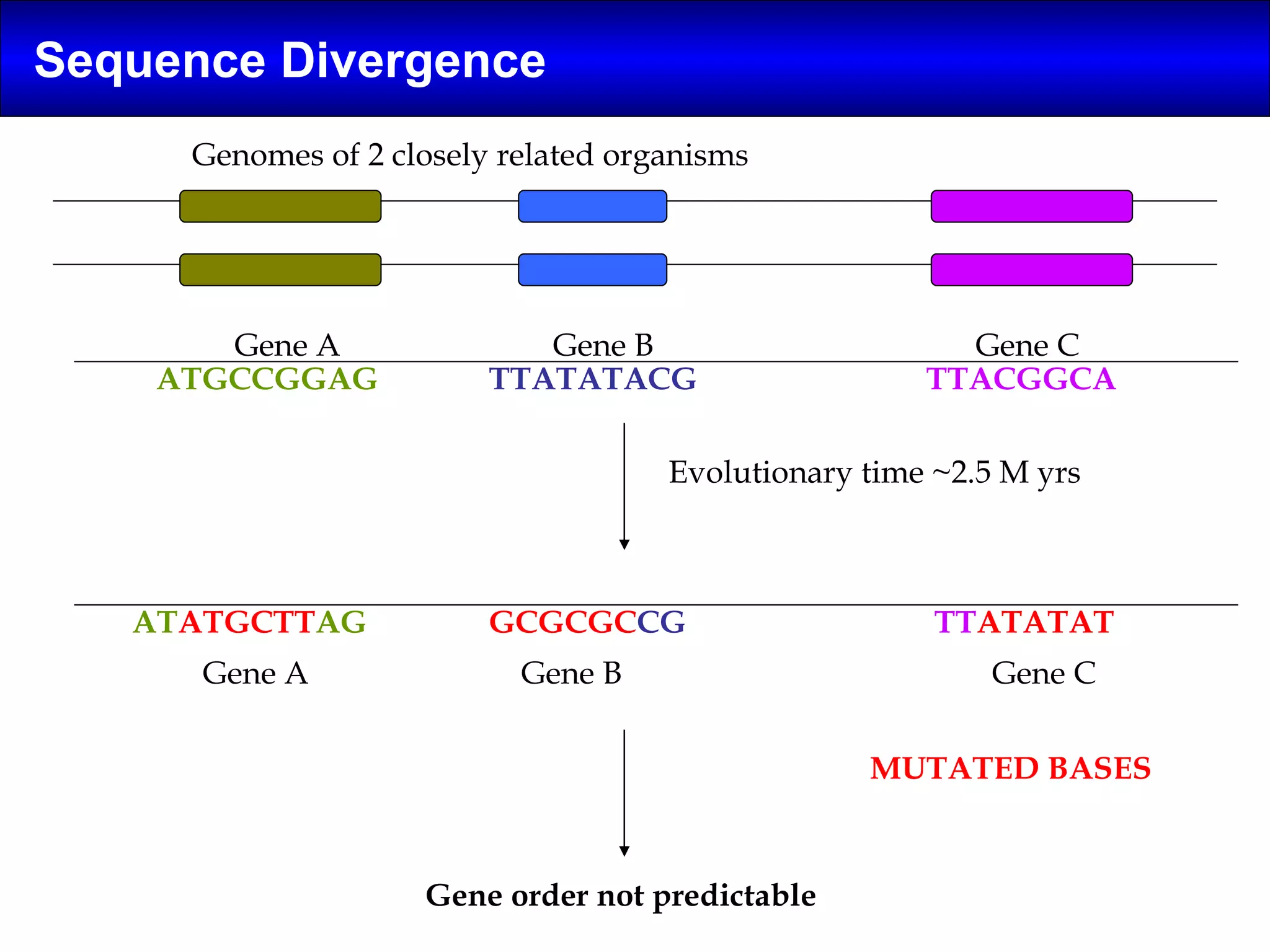 Gene order | PPT