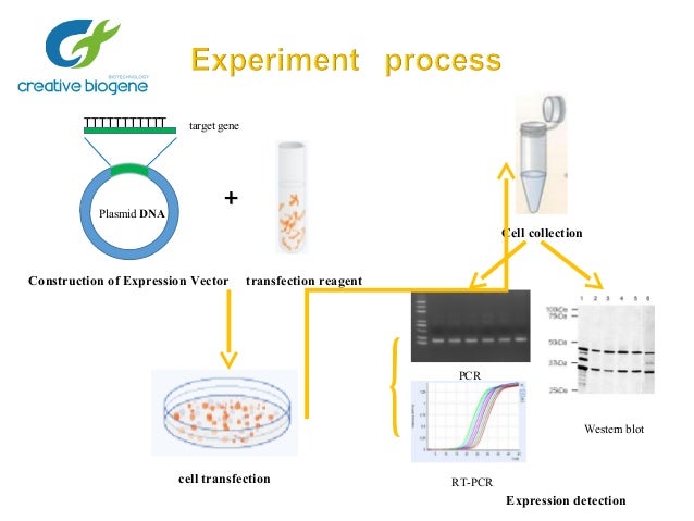 Overexpression Plasmid