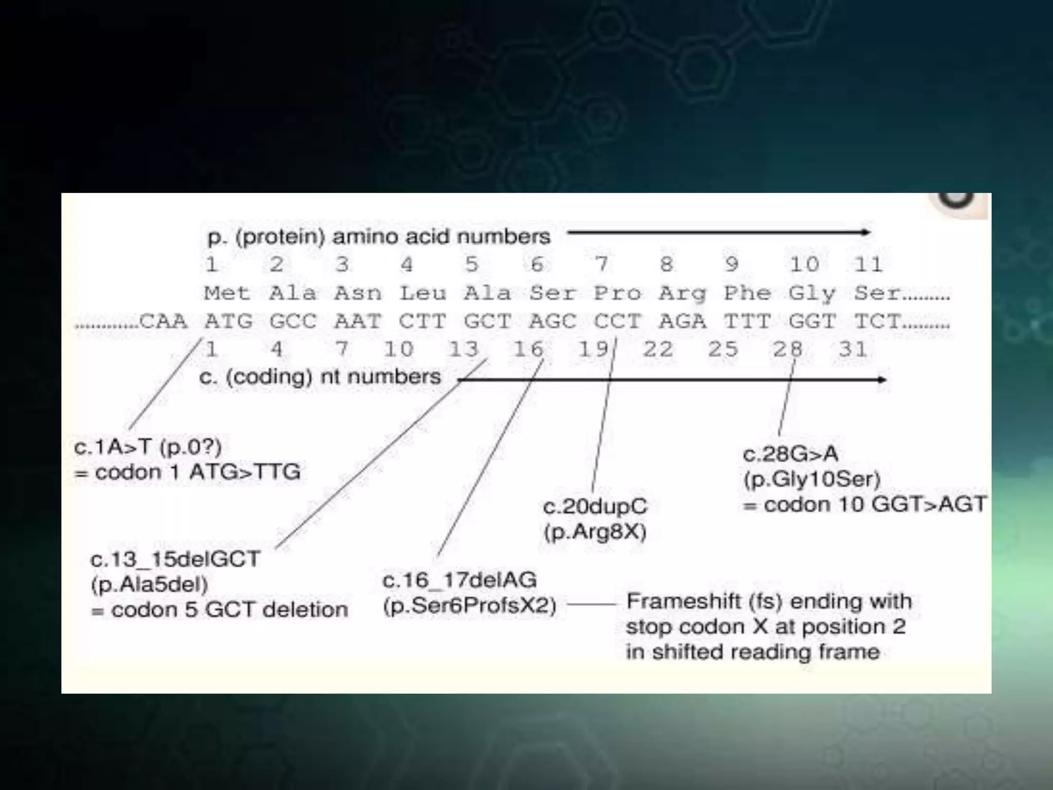 Gene structure and function | PPTX
