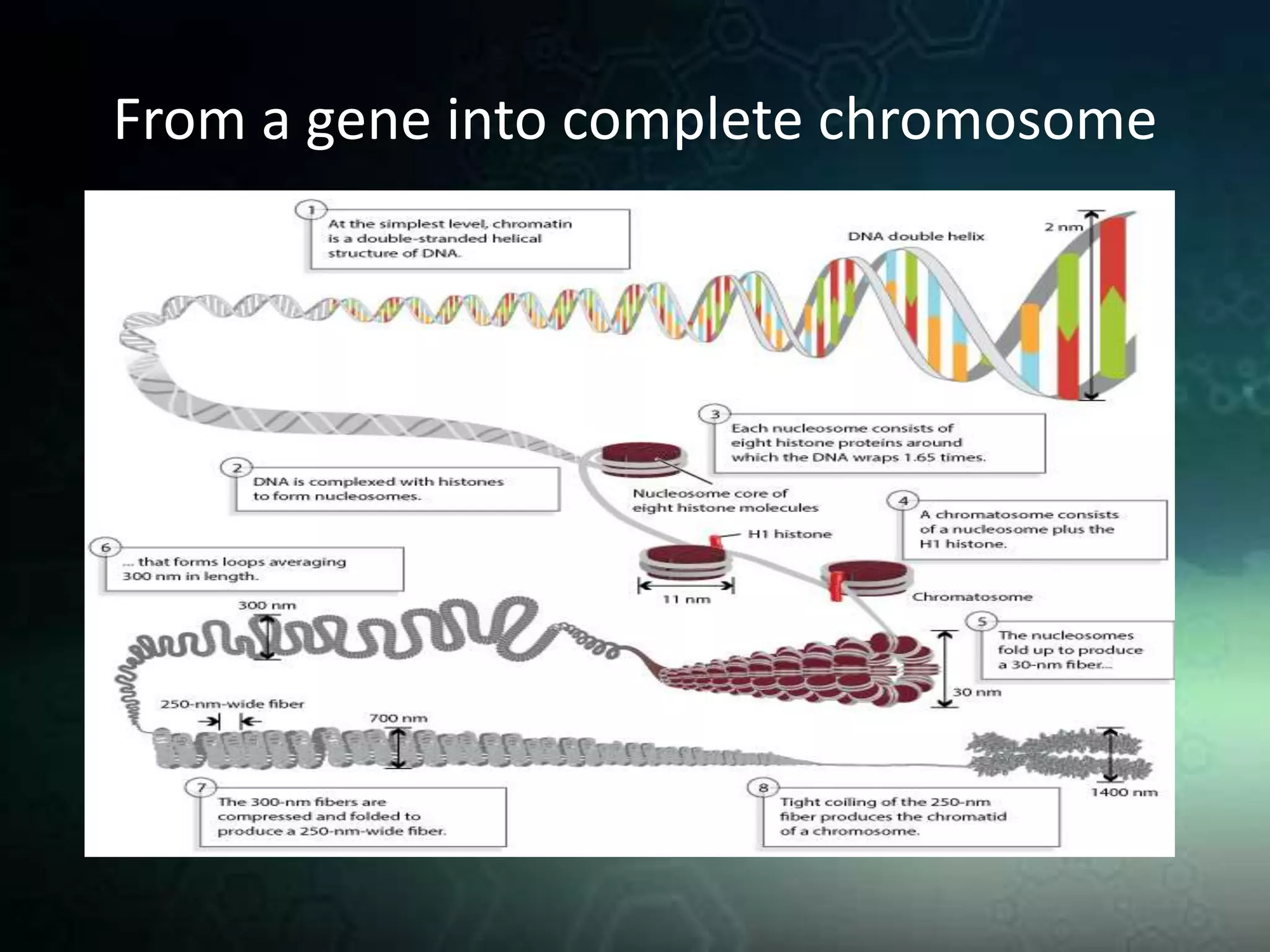 Gene structure and function | PPTX