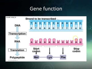 Gene structure and function | PPTX