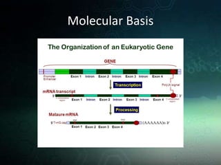 Gene structure and function | PPTX