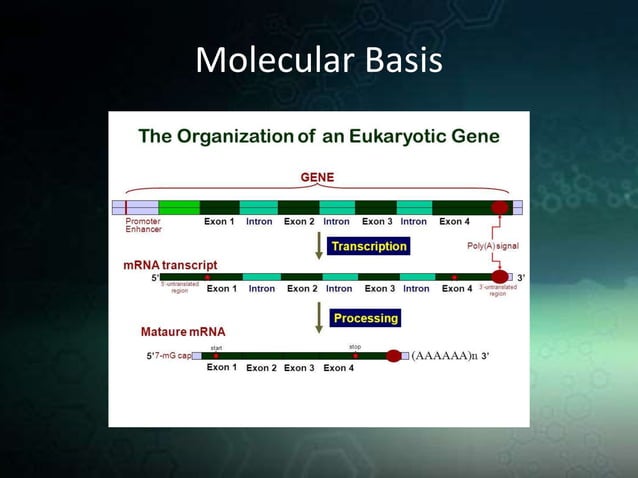 Gene structure and function | PPTX