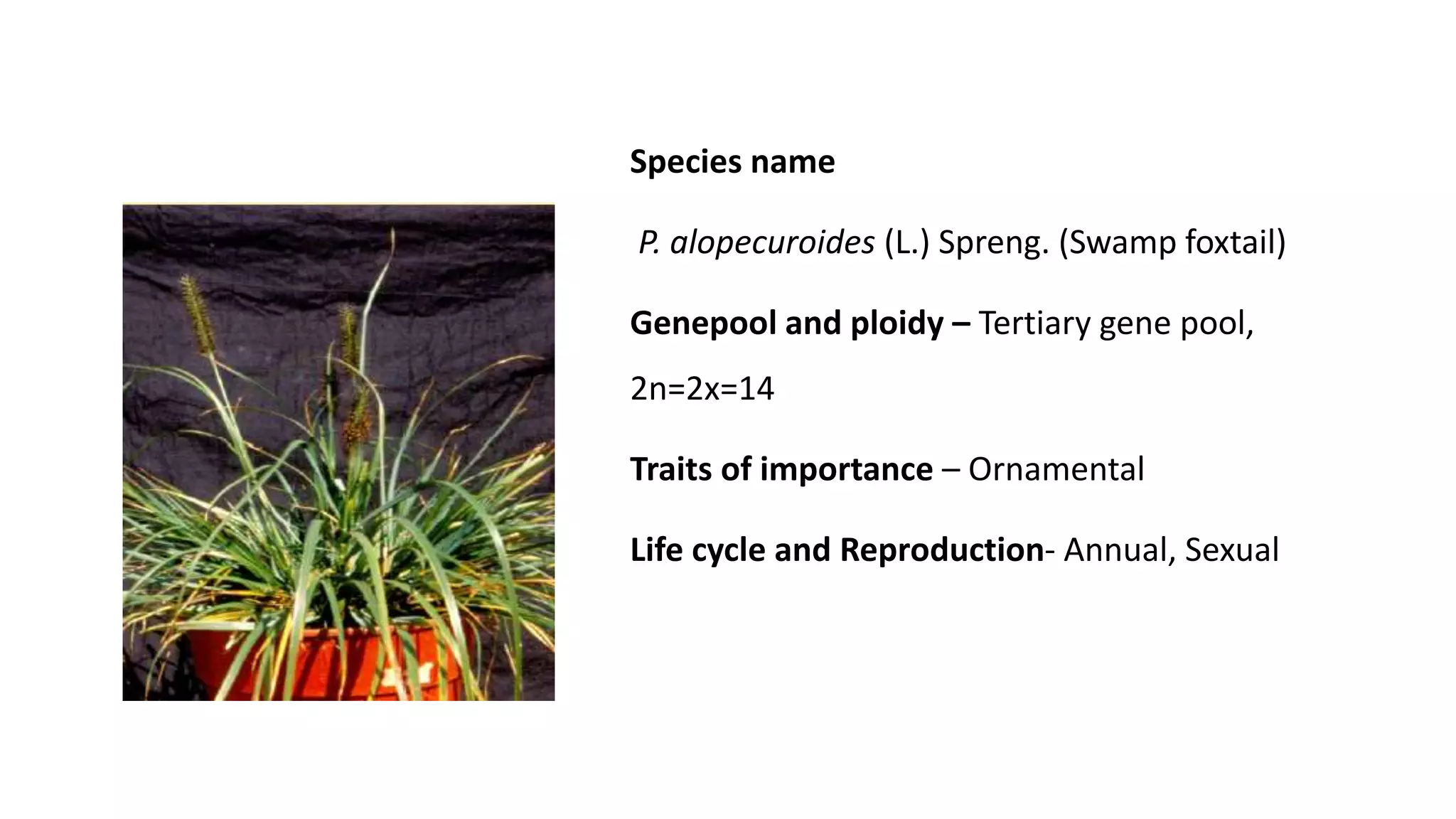 Genepool of pearl millet | PPTX